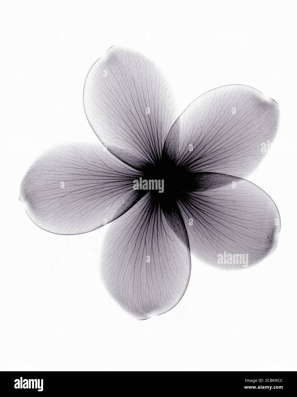 X Ray Flower High Resolution Stock Photography and Images - Alamy