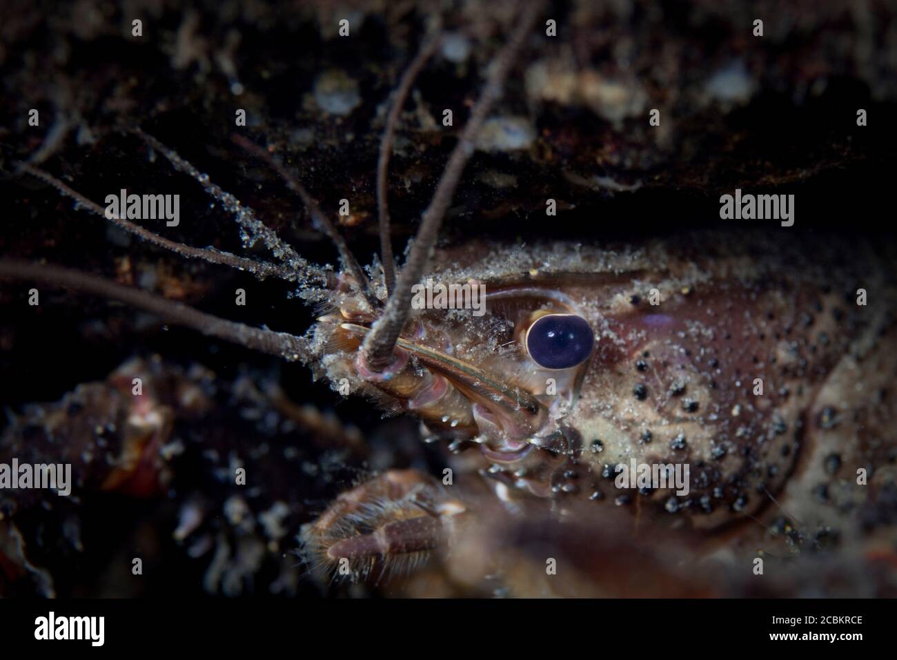 Crayfish head hi-res stock photography and images - Alamy