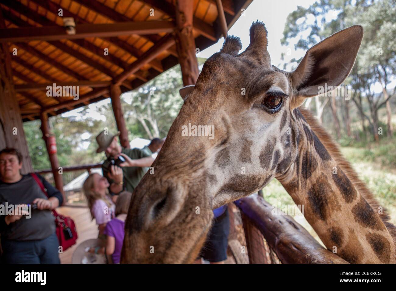 Close up of giraffe?s face Stock Photo - Alamy