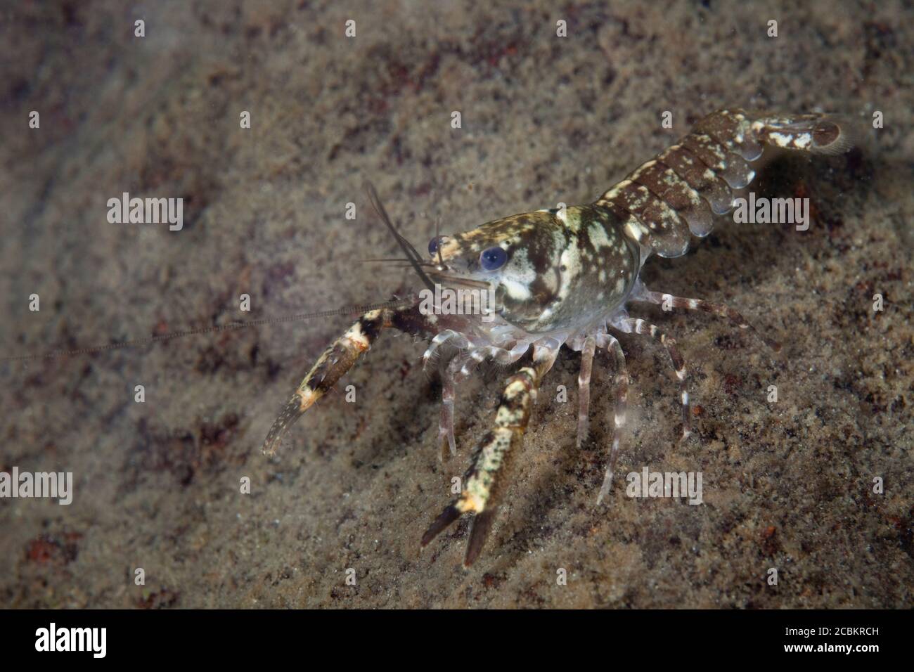 Crayfish italy hi-res stock photography and images - Alamy