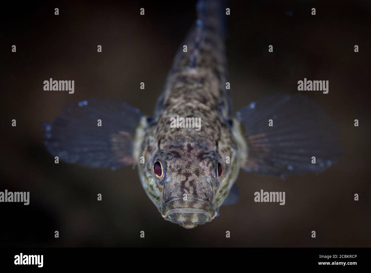 Fish bully hi-res stock photography and images - Alamy
