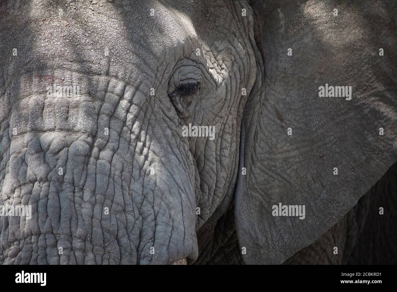 Close up of elephant?s wrinkly face Stock Photo - Alamy