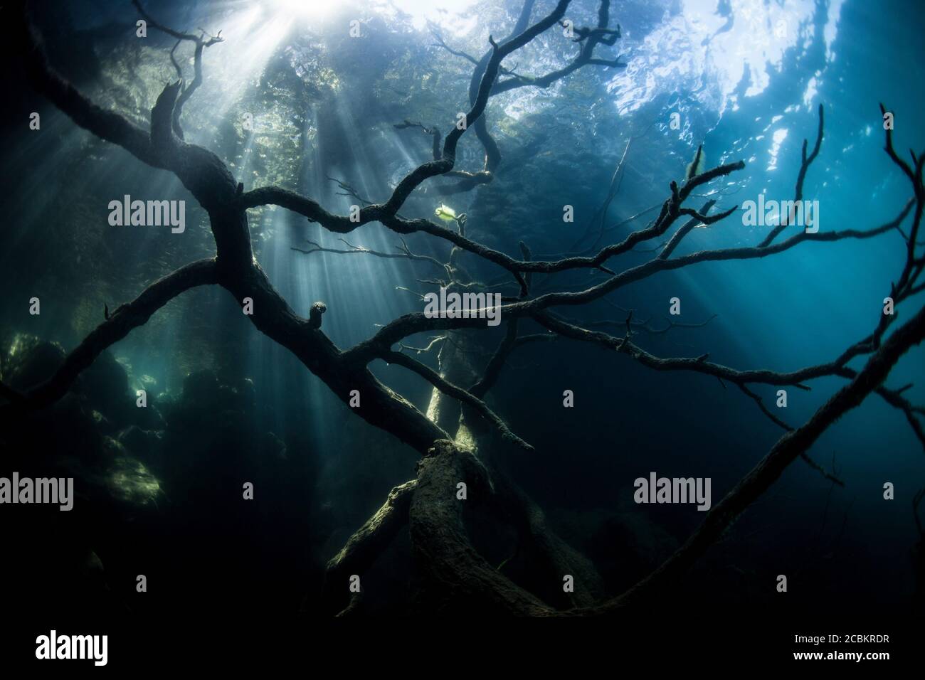 Tree remnants underwater Stock Photo - Alamy