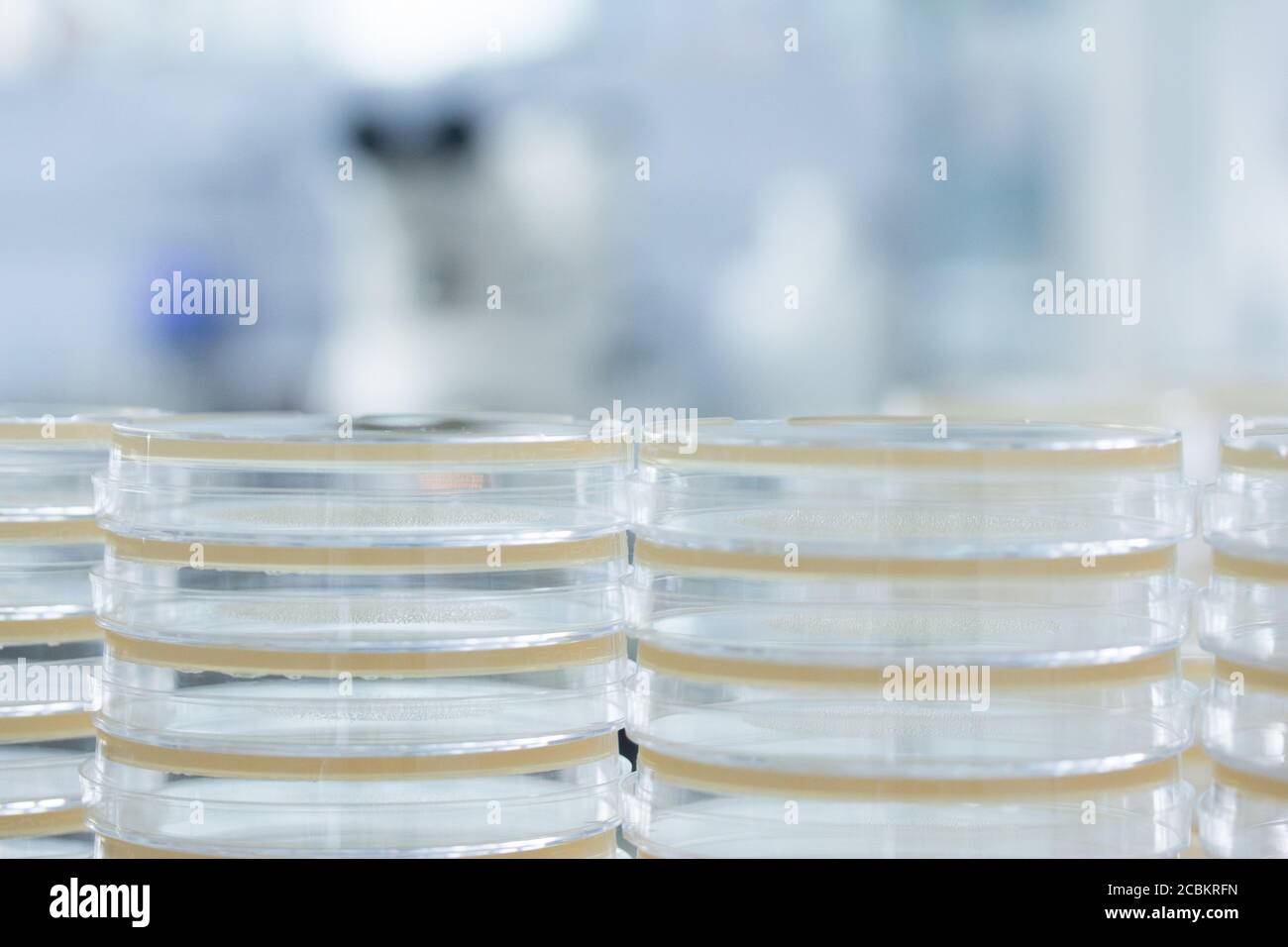 Close up of petri dishes in lab Stock Photo - Alamy