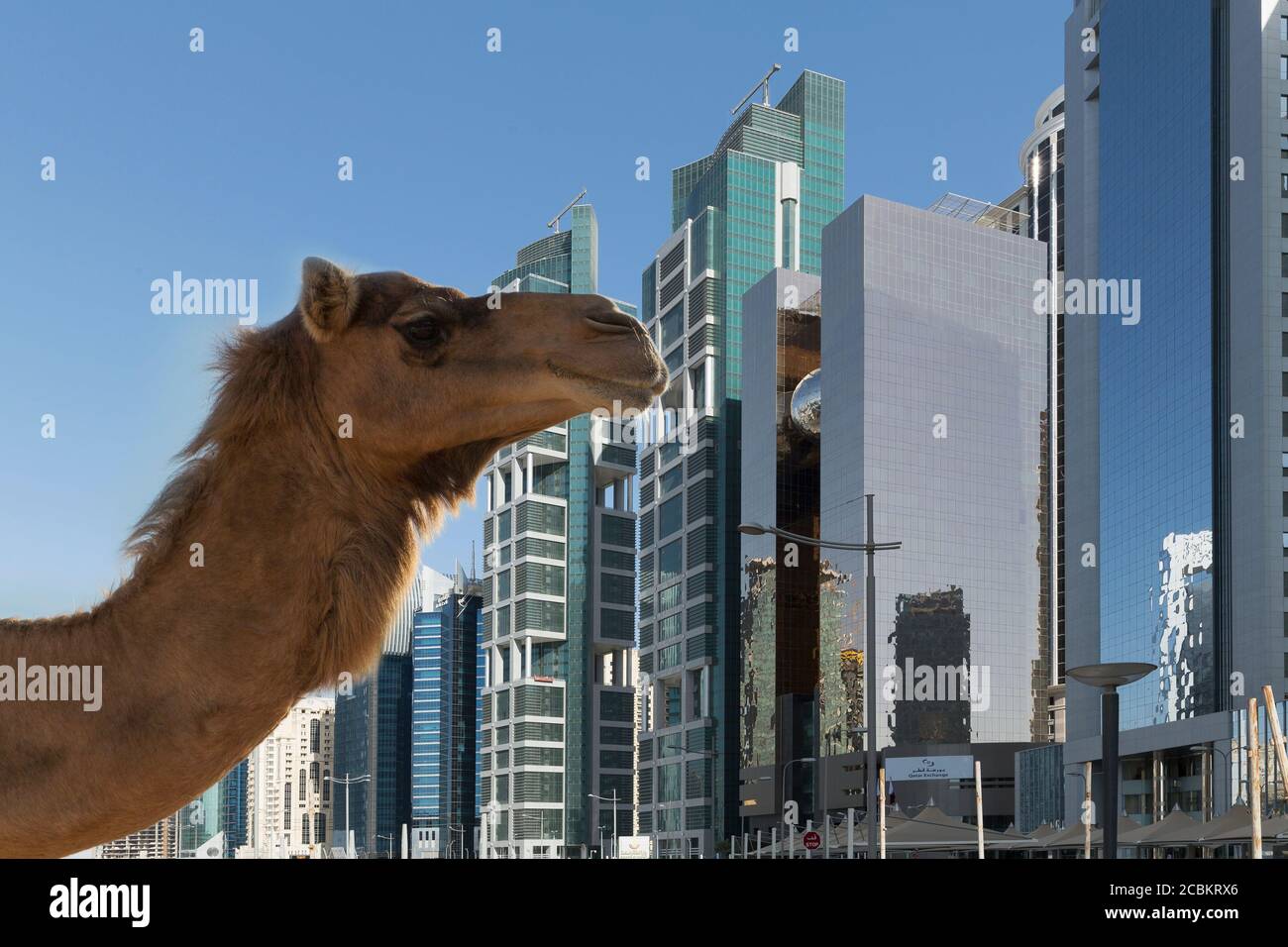Camel and skyscrapers of downtown Doha, Qatar Stock Photo - Alamy