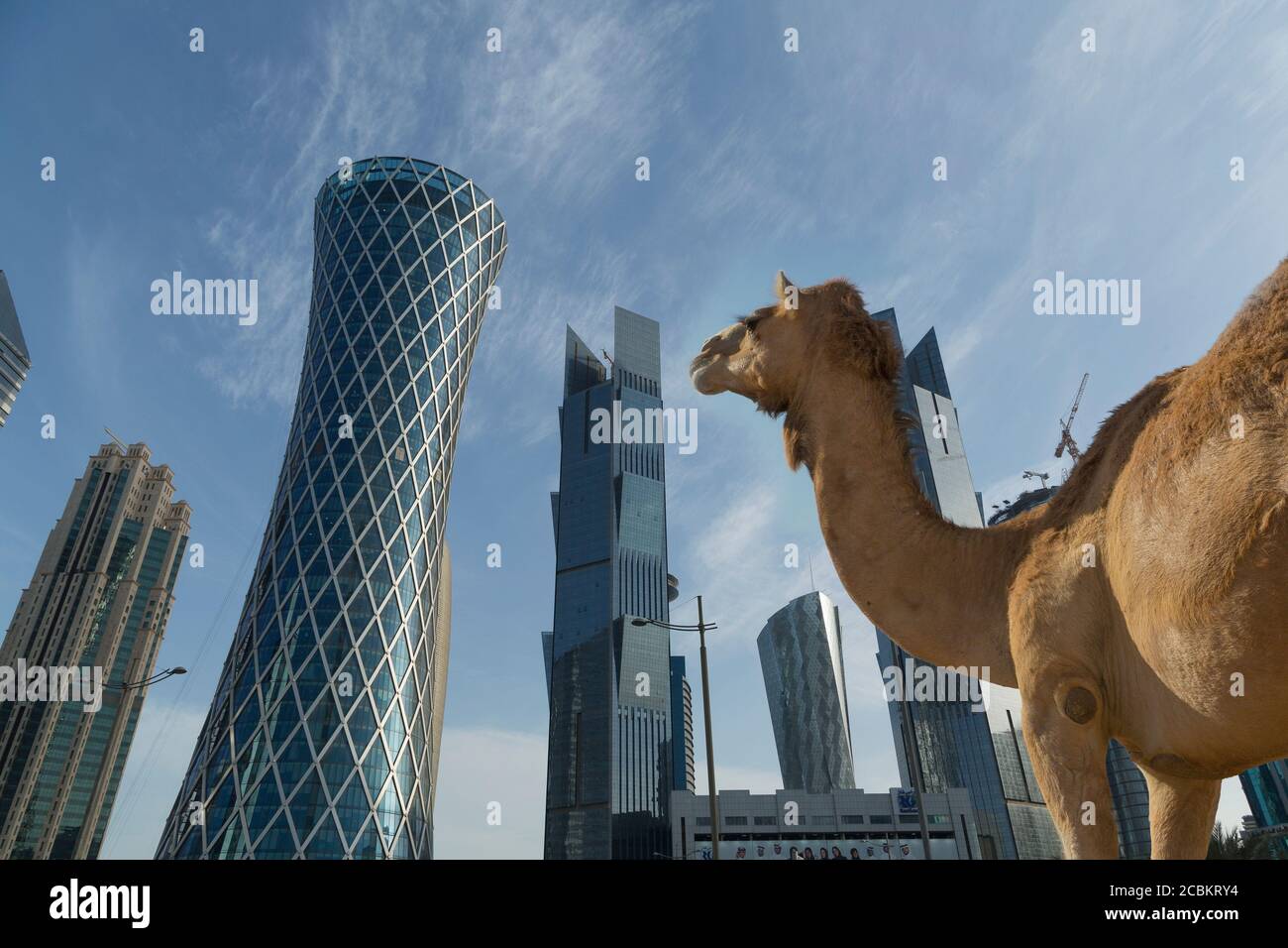 Camel and skyscrapers of downtown Doha, Qatar Stock Photo - Alamy
