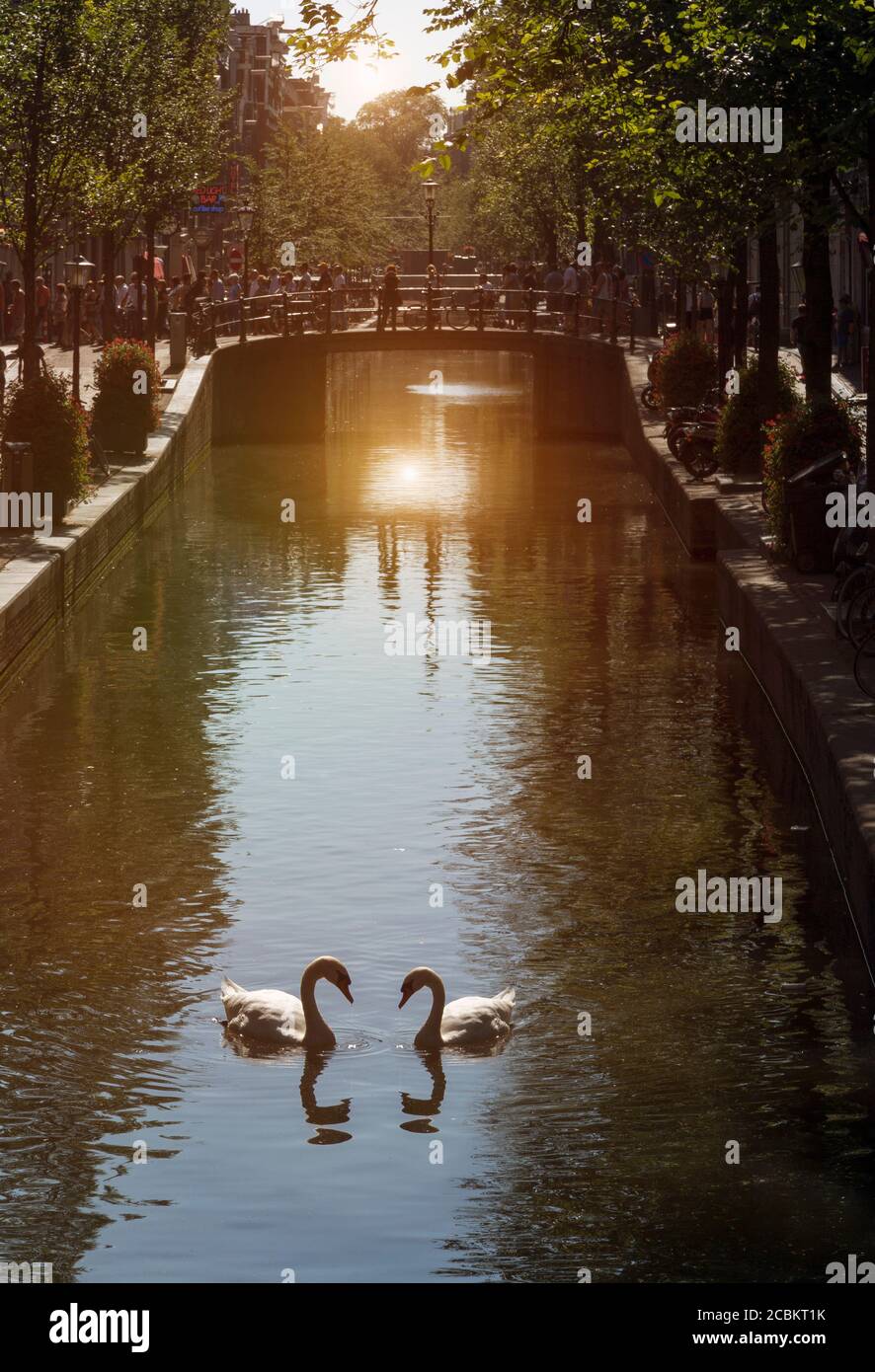 Swans on canal amsterdam hi-res stock photography and images - Alamy
