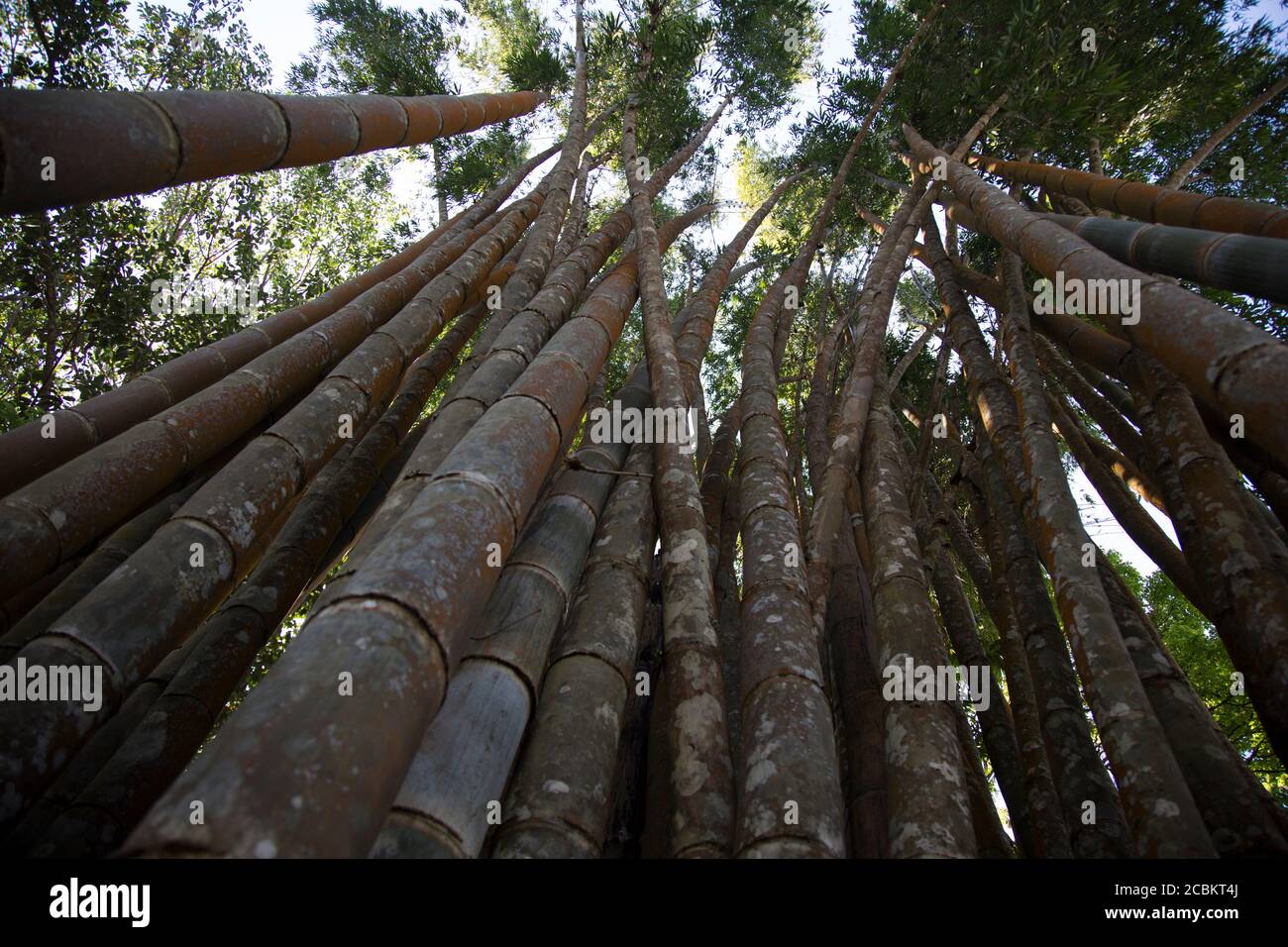 Towering trees hi-res stock photography and images - Alamy