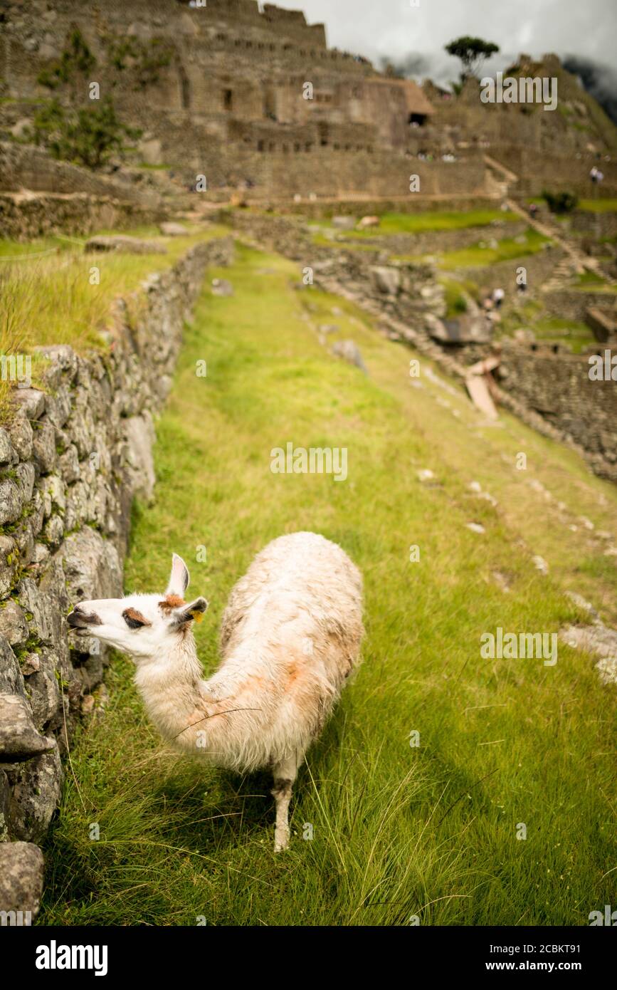 Machu picchu with llama hi-res stock photography and images - Alamy