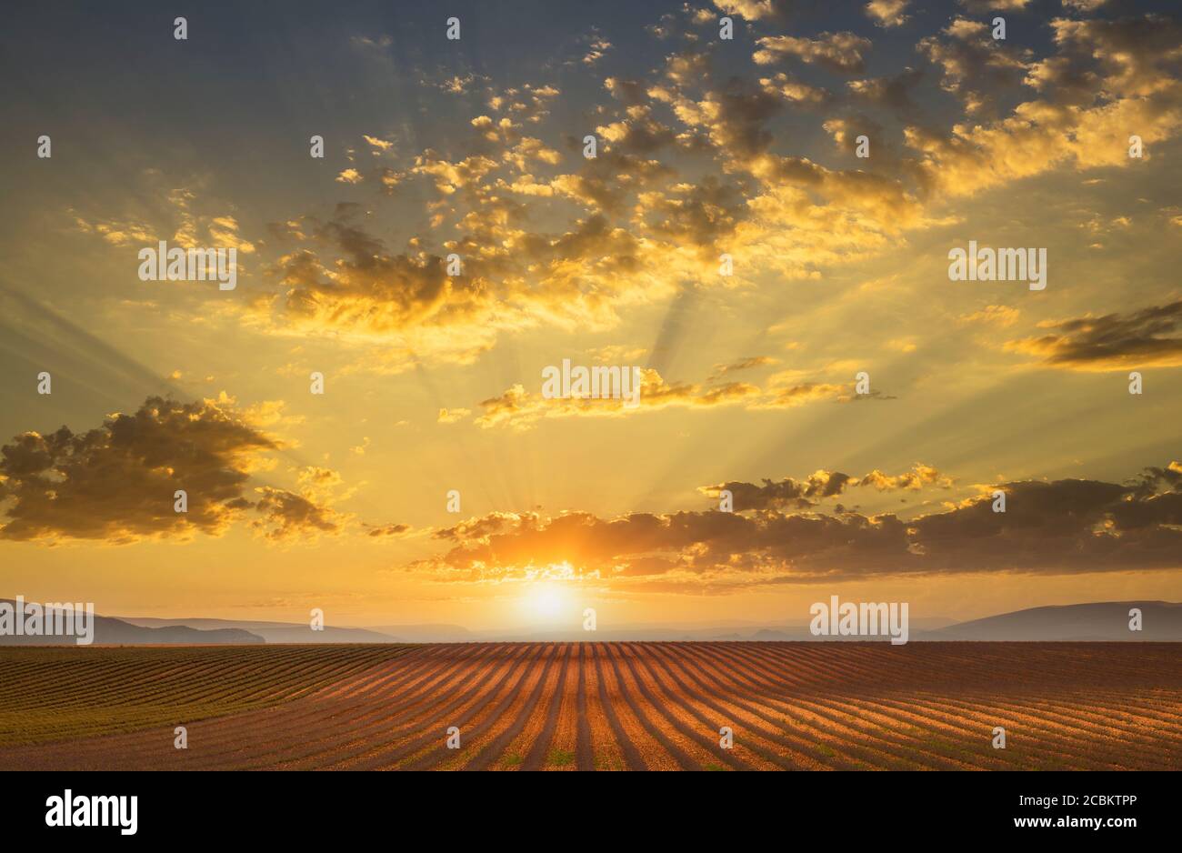 Field in sunlight, Valensole, Provence, France Stock Photo - Alamy