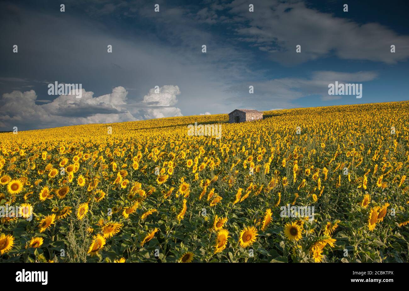 Sunflowers in field, Valensole, Provence, France Stock Photo - Alamy