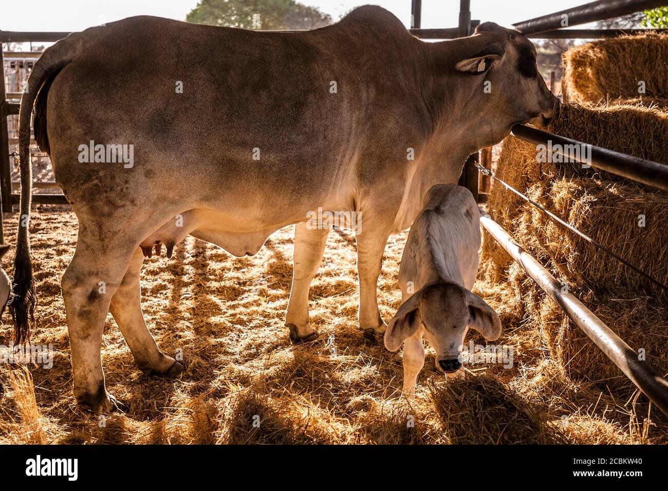 Cow and calf on farm, Windhoek, Namibia, Namibia Stock Photo - Alamy