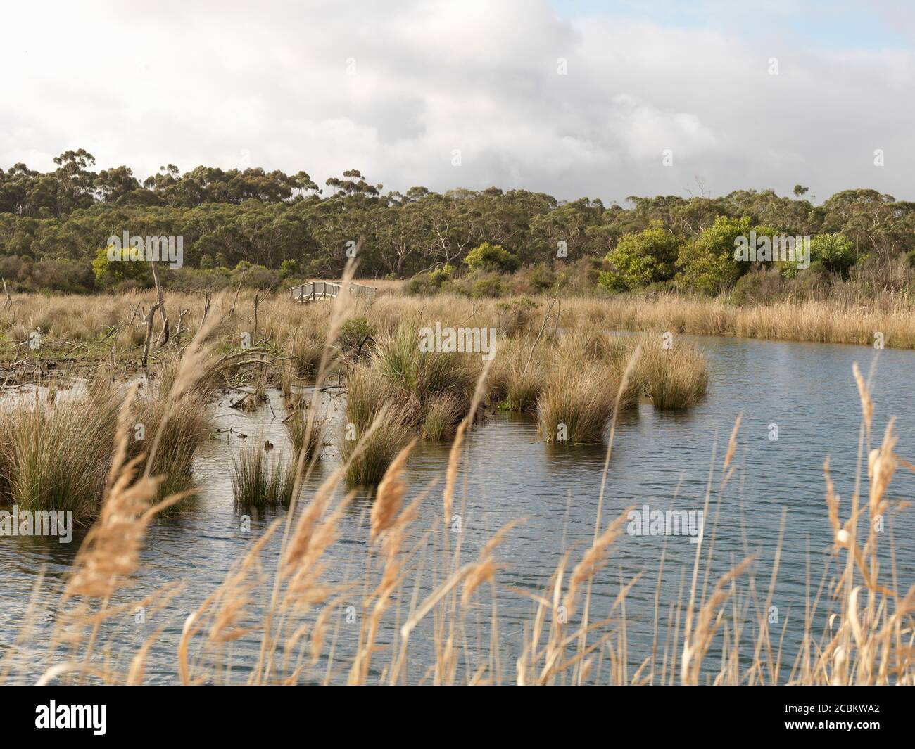 View of marsh grasses and wetlands, Anglesea, Victoria, Australia Stock ...