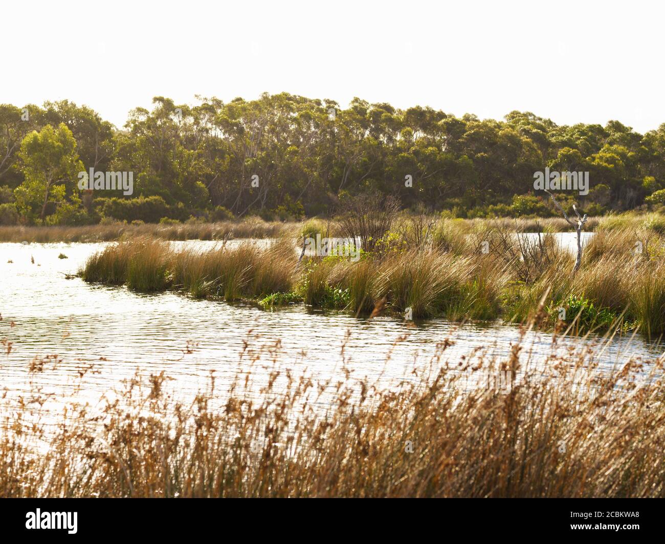 Australian reed grass hi-res stock photography and images - Alamy