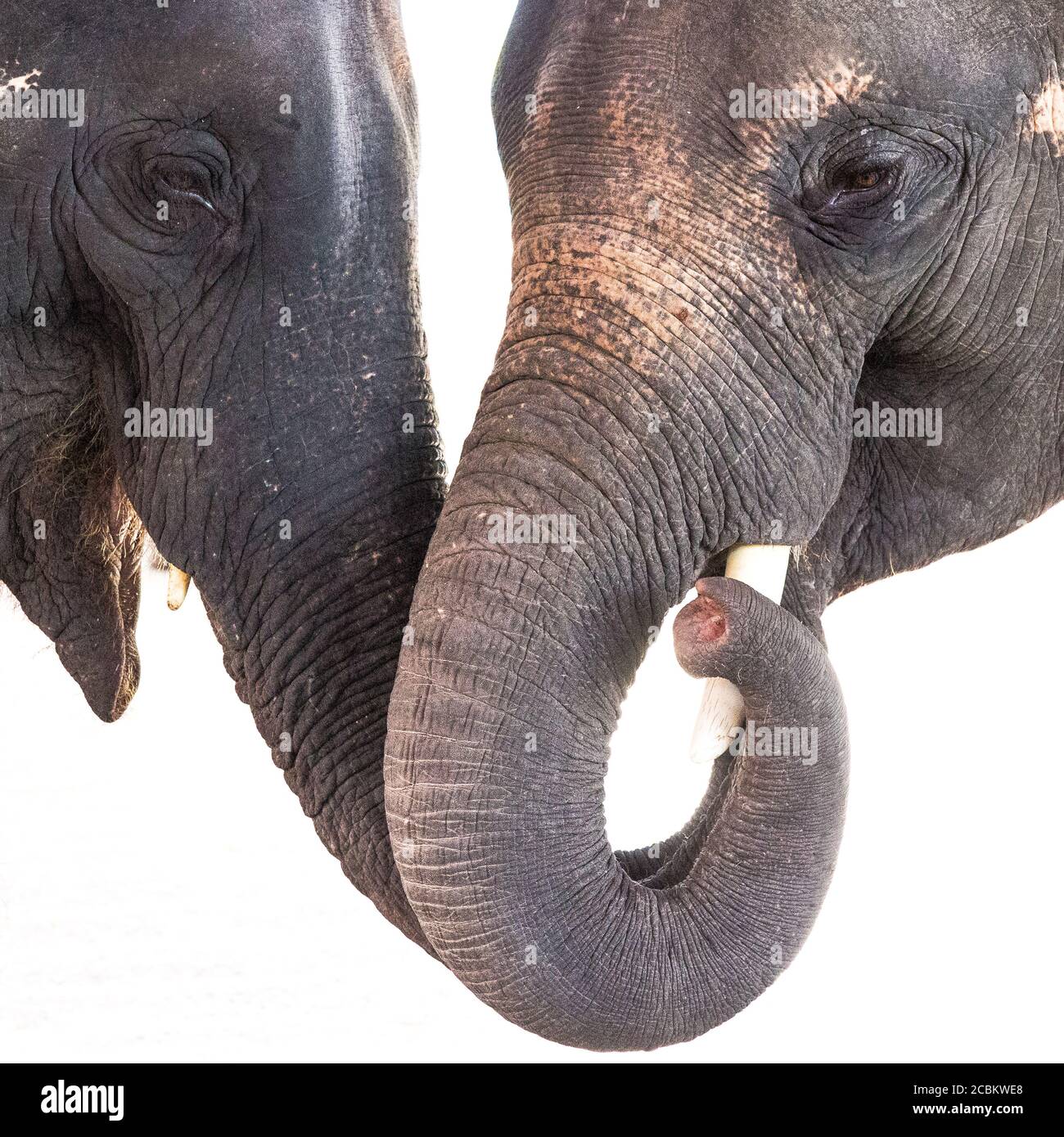 Elephants Touching Trunks High Resolution Stock Photography and Images ...