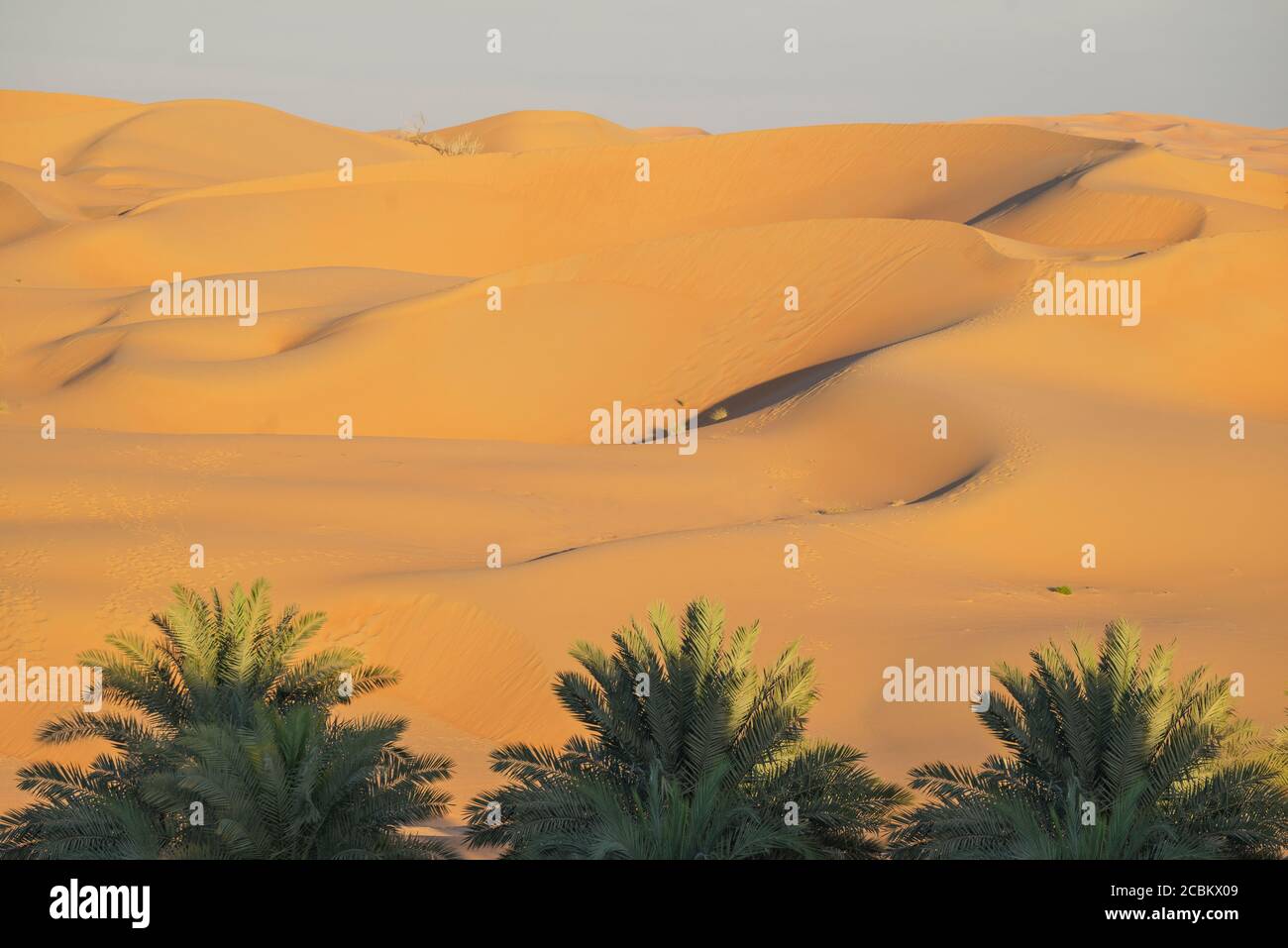 Date palms and sand dunes in the Empty Quarter Desert, between Saudi ...
