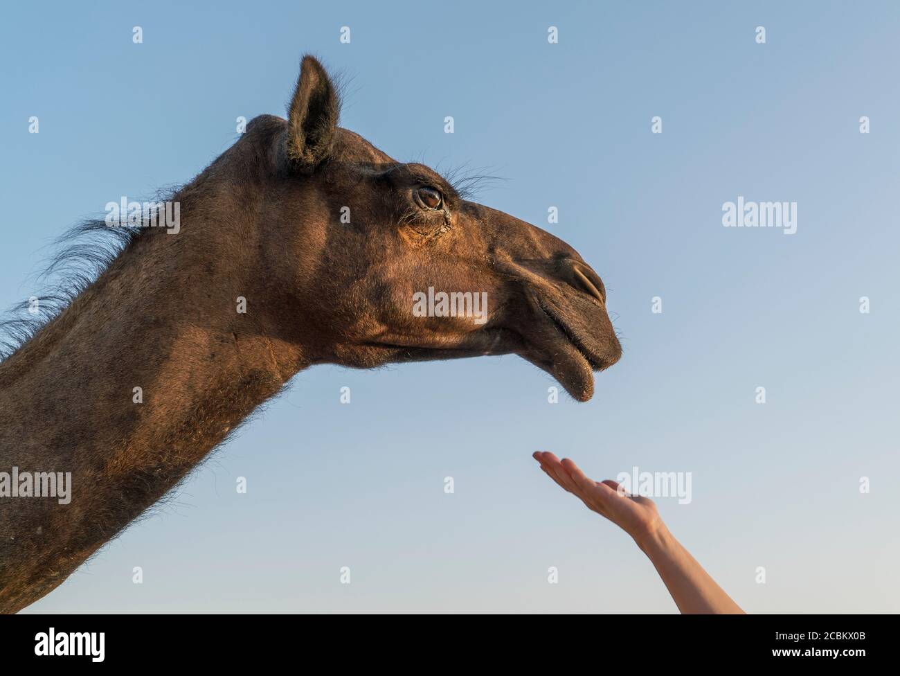 Uae madagascar hi-res stock photography and images - Alamy