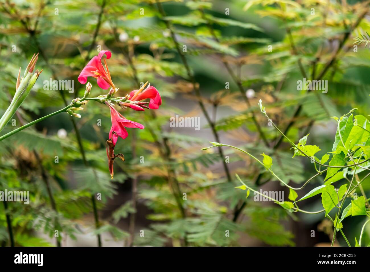 Wild beautiful flowers among bushes Stock Photo - Alamy
