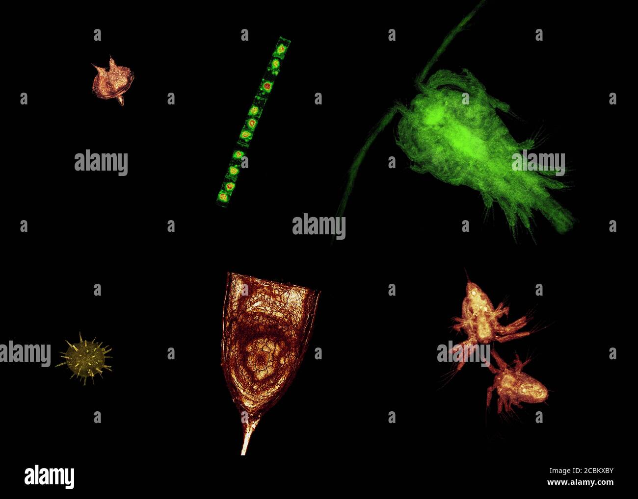 Confocal fluorescent micrograph hi-res stock photography and images - Alamy