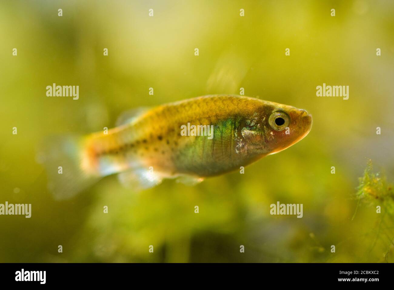 Killifish hi-res stock photography and images - Alamy