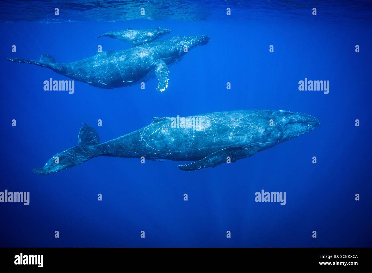 Humpback whale bonding hi-res stock photography and images - Alamy