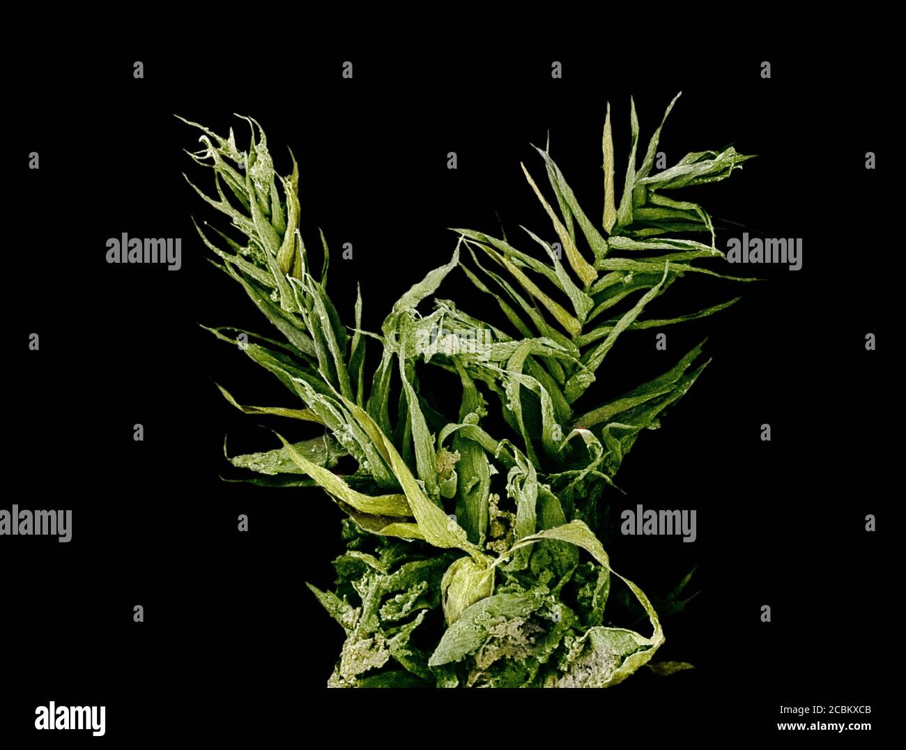 Moss Plant Under Microscope