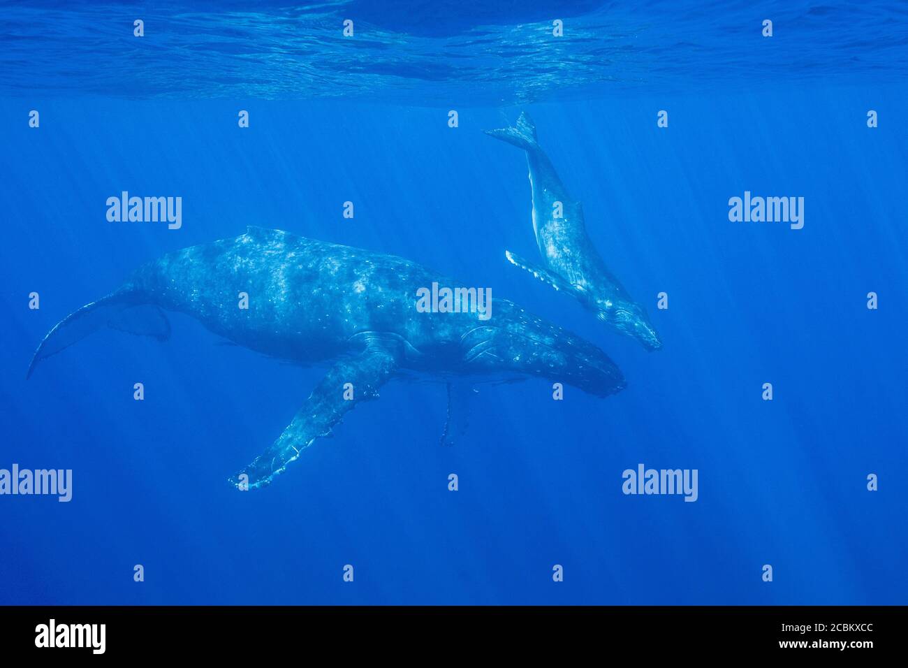 Tonga Humpback Whale Side View High Resolution Stock Photography and ...