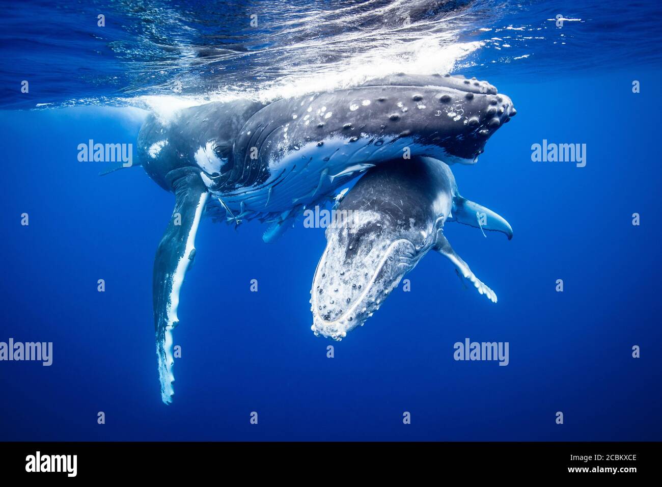 Submerged whales hi-res stock photography and images - Alamy