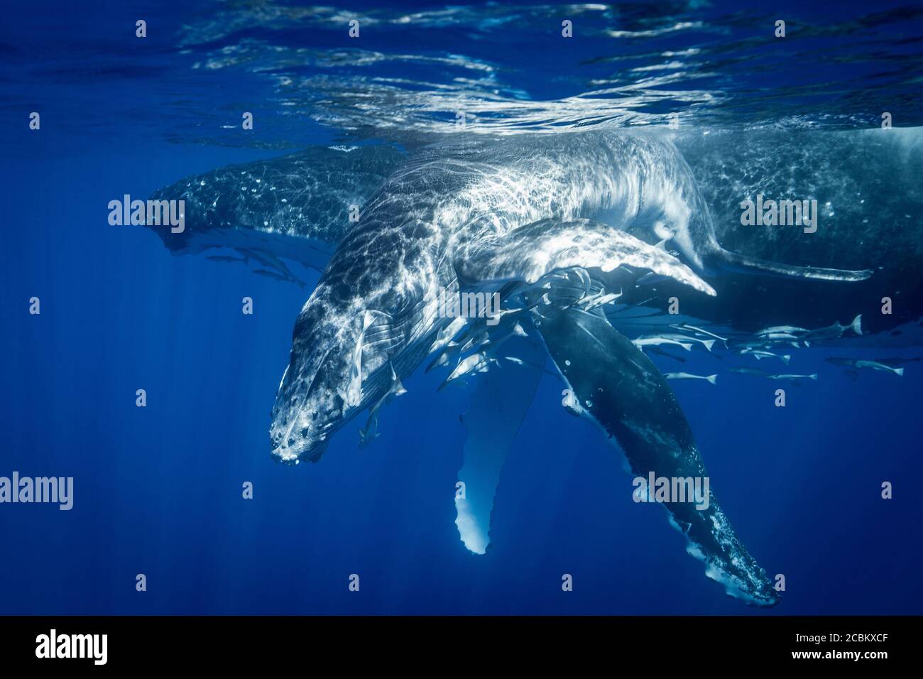 Side view large humpback whale hi-res stock photography and images - Alamy