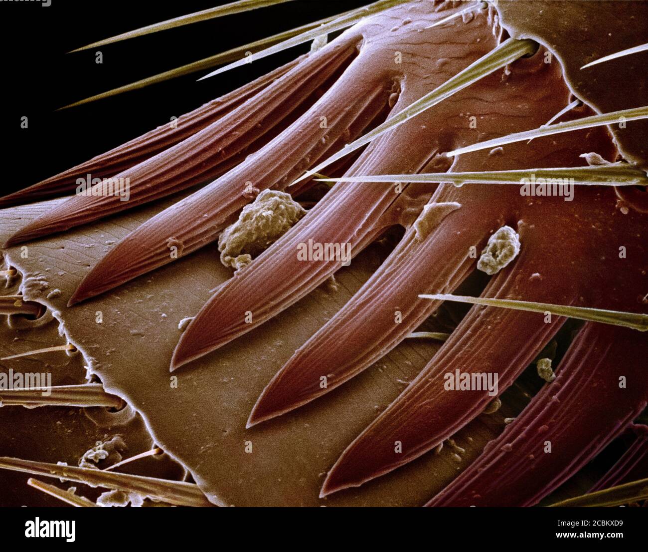 Cat Dander Electron Microscope