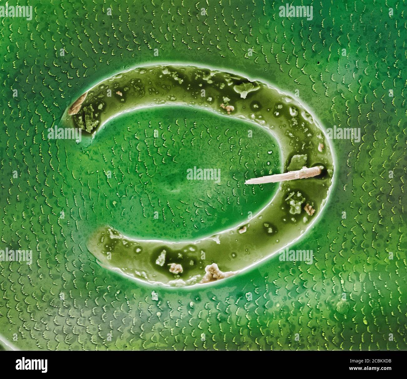 Microscopic view of hair on beetle Stock Photo - Alamy