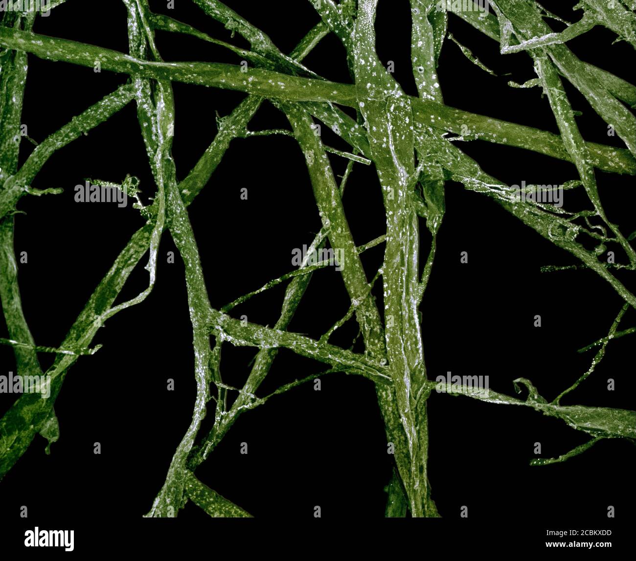 Chlorophyceae hi-res stock photography and images - Alamy