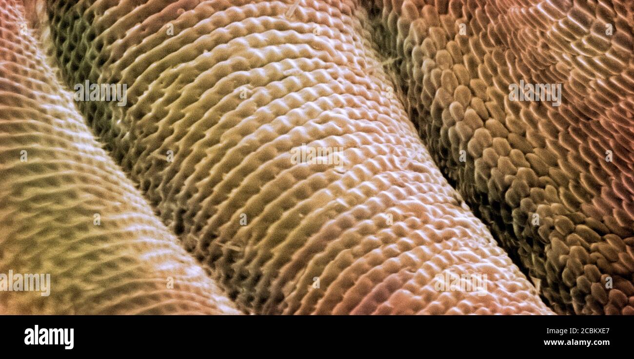 Insect scanning electron microscope hi-res stock photography and images ...