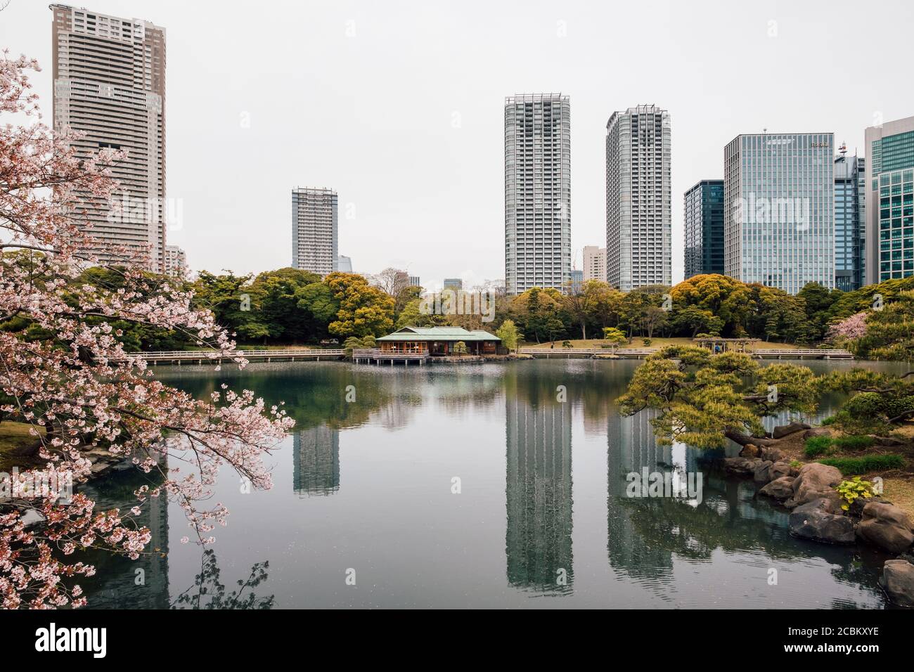 Cherry blossom trees by lake, high-rise buildings in background, Tokyo ...