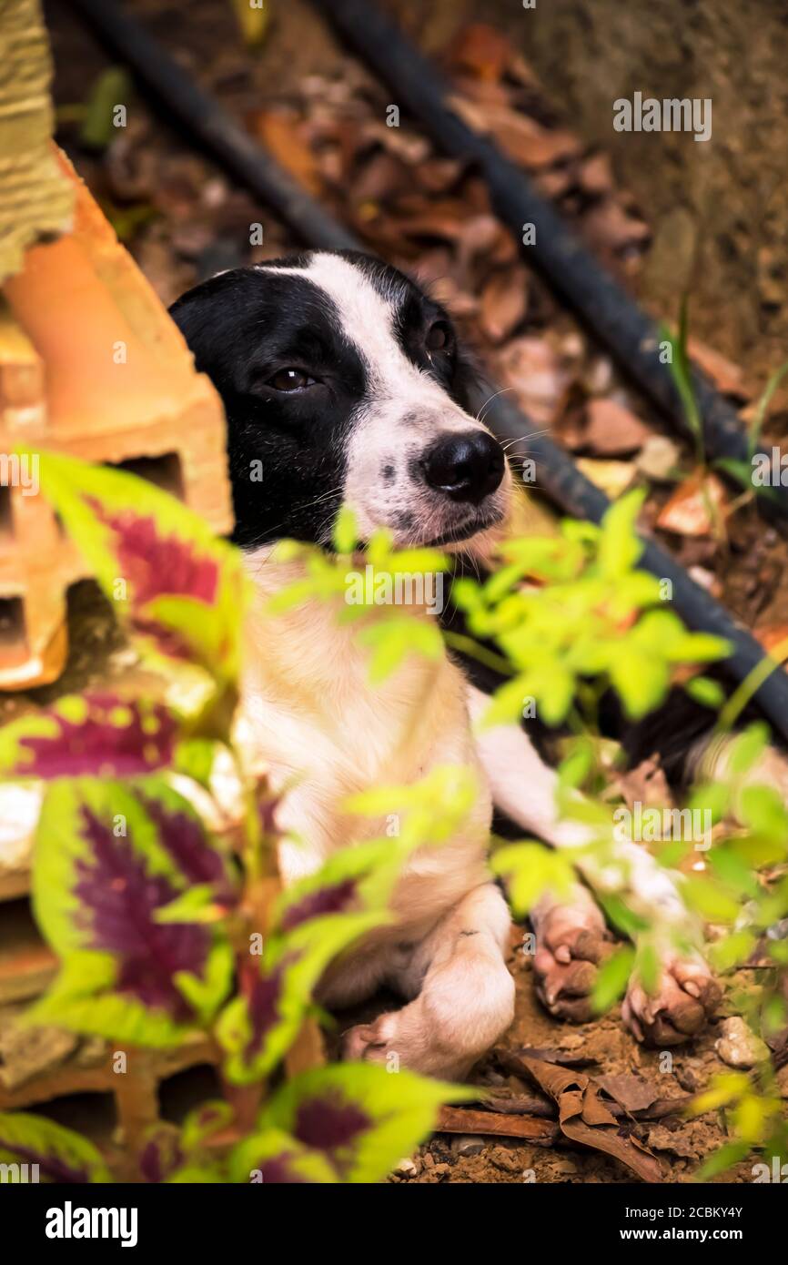 Street dog resting in its hiding place away from people Stock Photo - Alamy