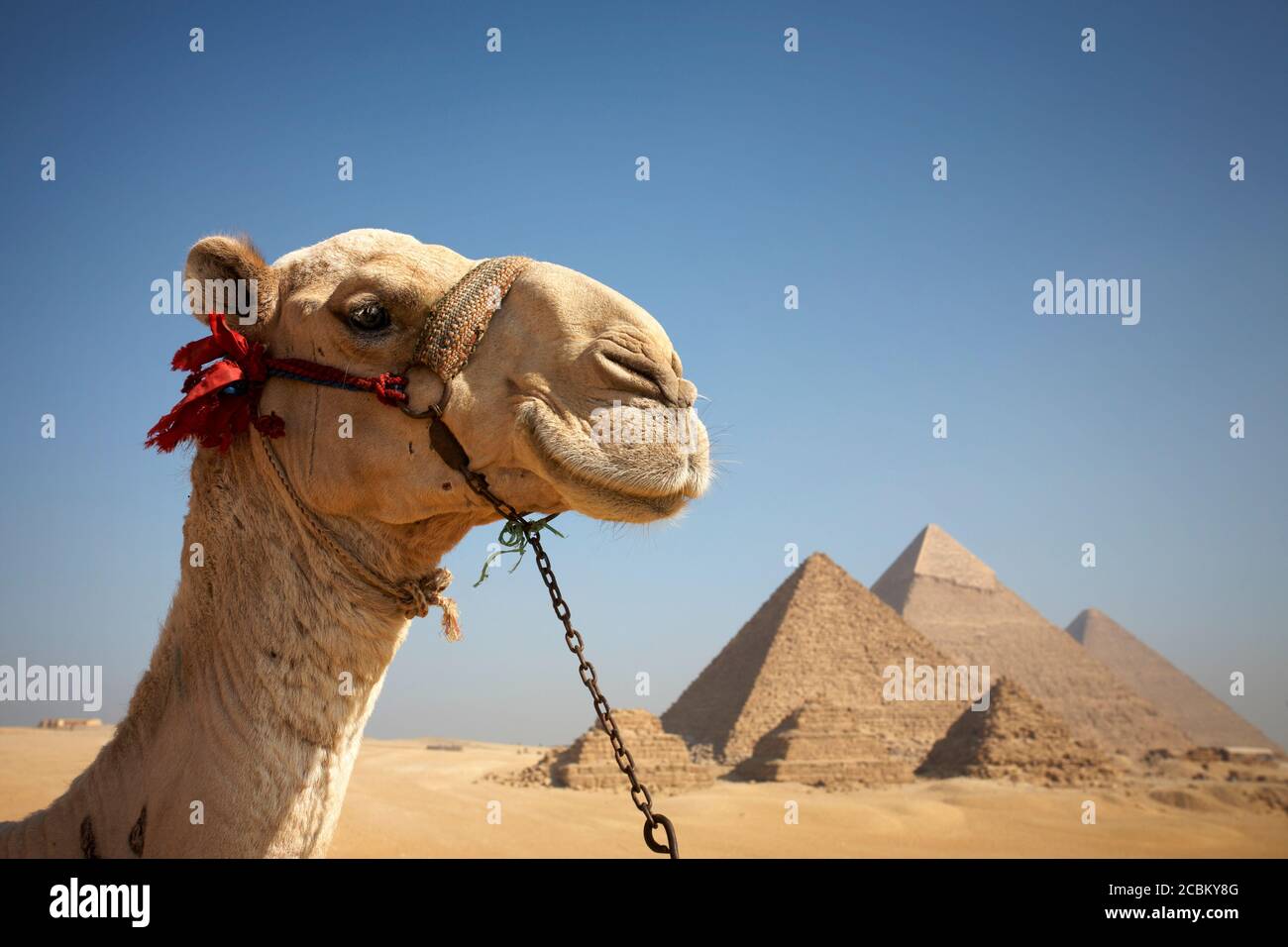 Portrait of a camel in front of the pyramids of Giza, Egypt Stock Photo ...