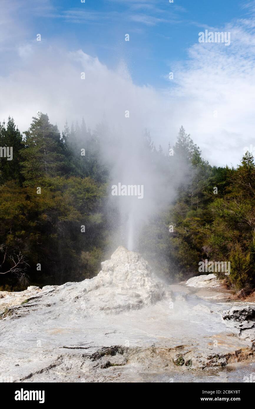 Geyser and volcanic rocks, Rotorua, Auckland, New Zealand Stock Photo ...