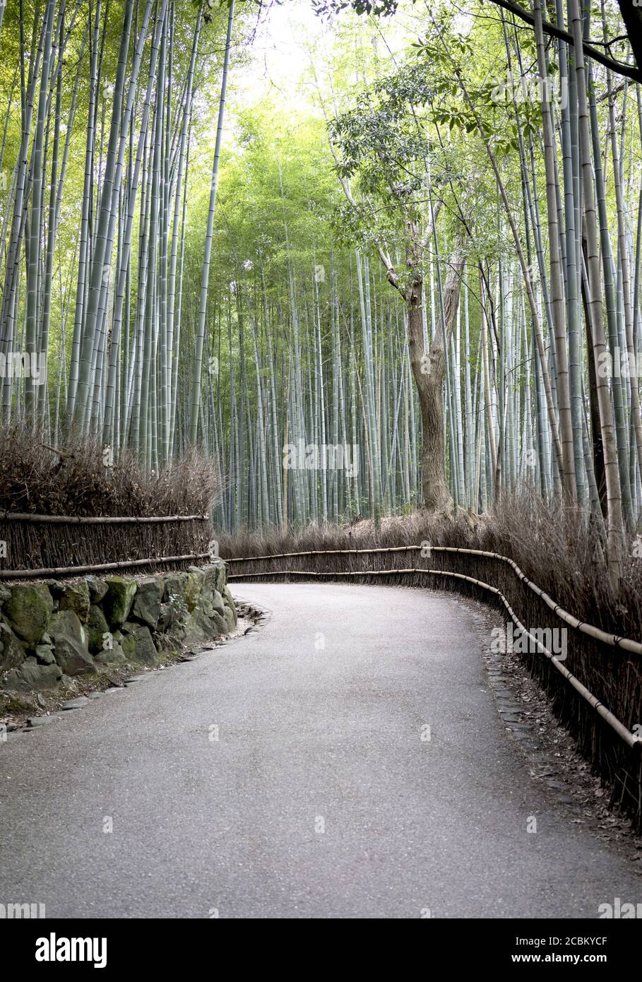 The sagano bamboo forest hi-res stock photography and images - Alamy