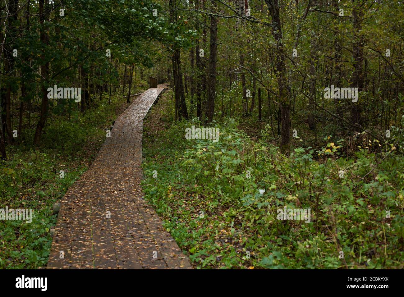 Forest walkway near Tallinn, Estonia Stock Photo - Alamy