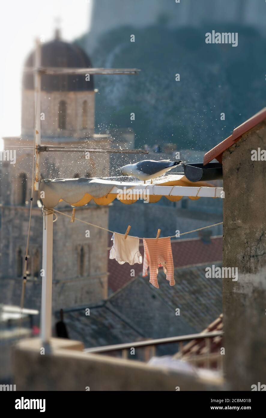 Bird cleaning itself on rooftop, Dubrovnik, Croatia Stock Photo - Alamy