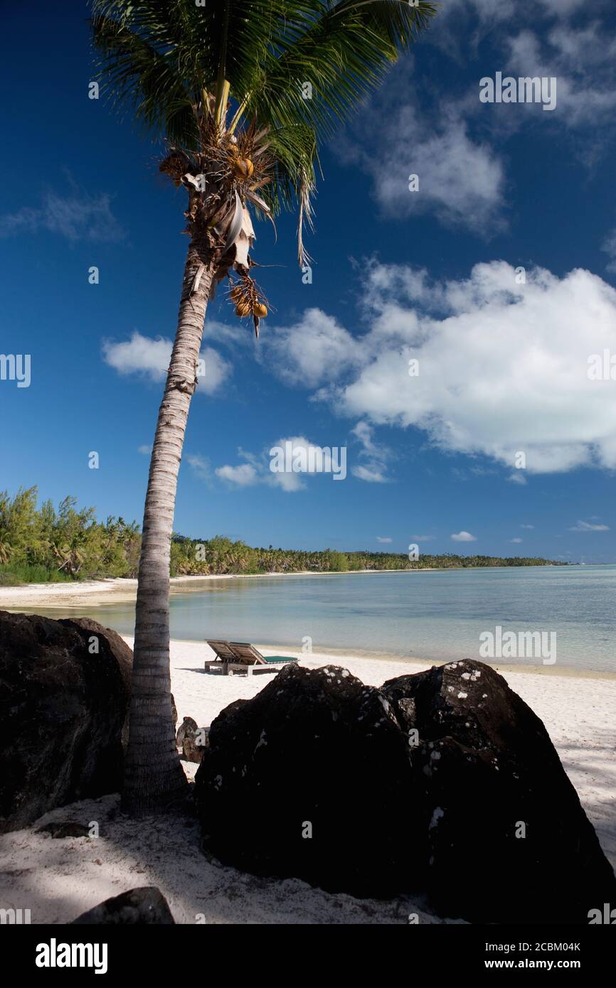 Beach with palm tree, Aitutaki, Cook Islands Stock Photo - Alamy