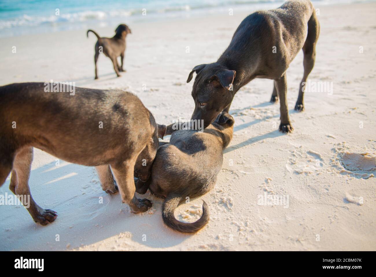 Dogs playing on beach Stock Photo - Alamy