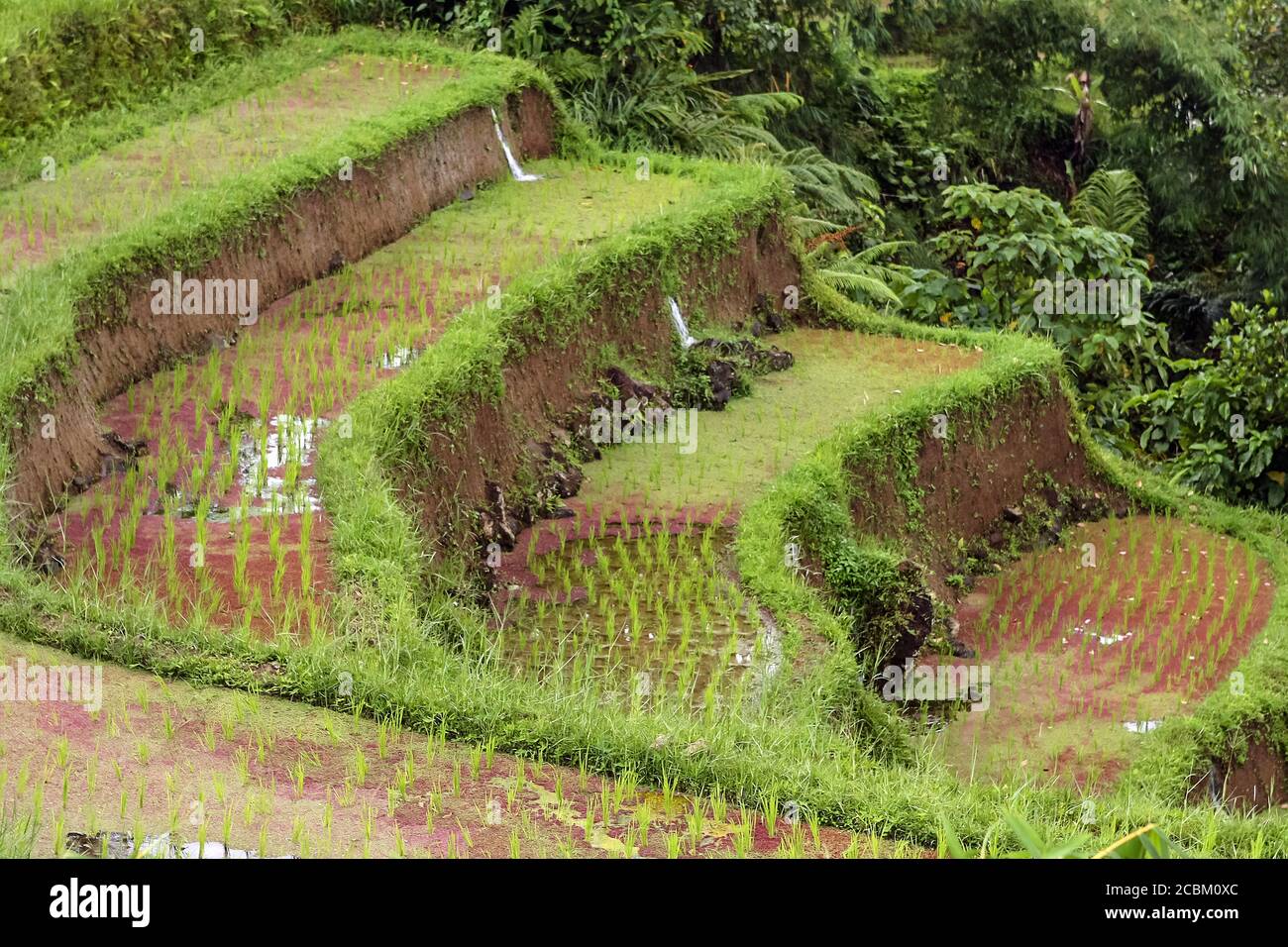Rice growing on rice terraces of Ubud, Bali, Indonesia Stock Photo - Alamy
