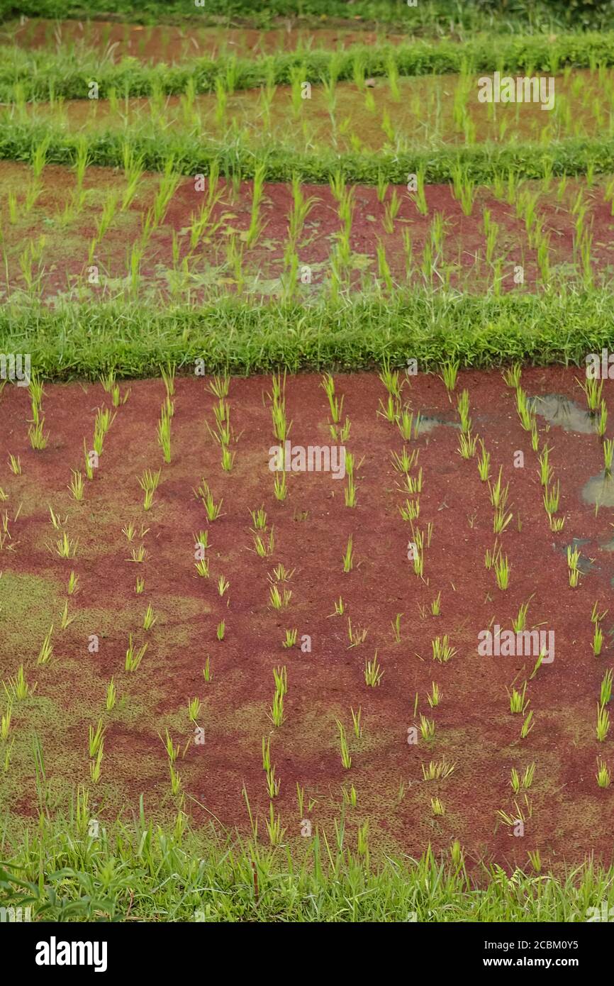 Rice growing on rice terraces of Ubud, Bali, Indonesia Stock Photo - Alamy