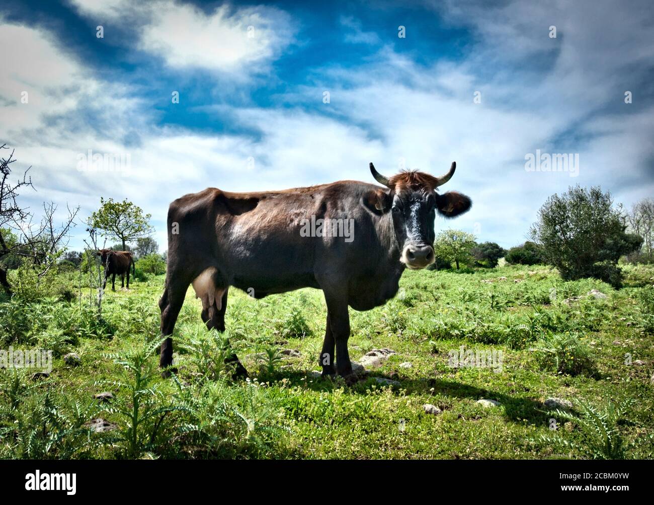 Sardo-Modicana Cow (Red Ox), Sardinia, Italy Stock Photo - Alamy