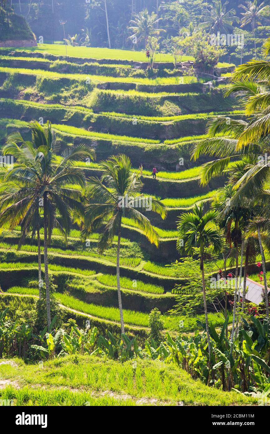 Rice terraces, Bali, Indonesia Stock Photo - Alamy