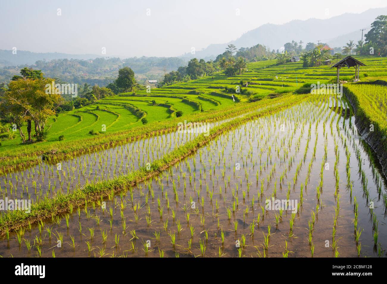 Rice terraces, Bali, Indonesia Stock Photo - Alamy