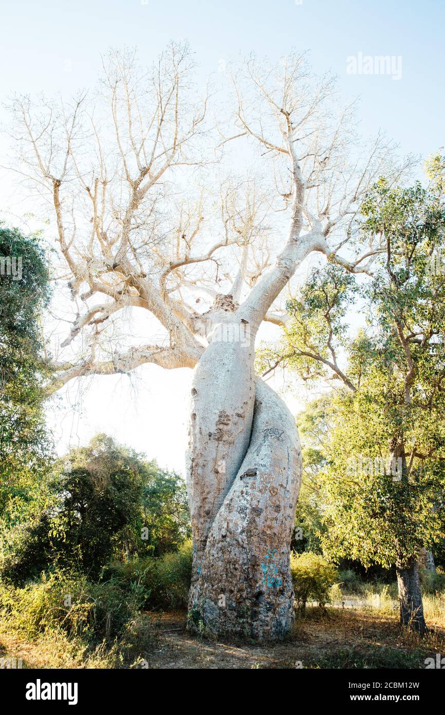 Babab tree hi-res stock photography and images - Alamy