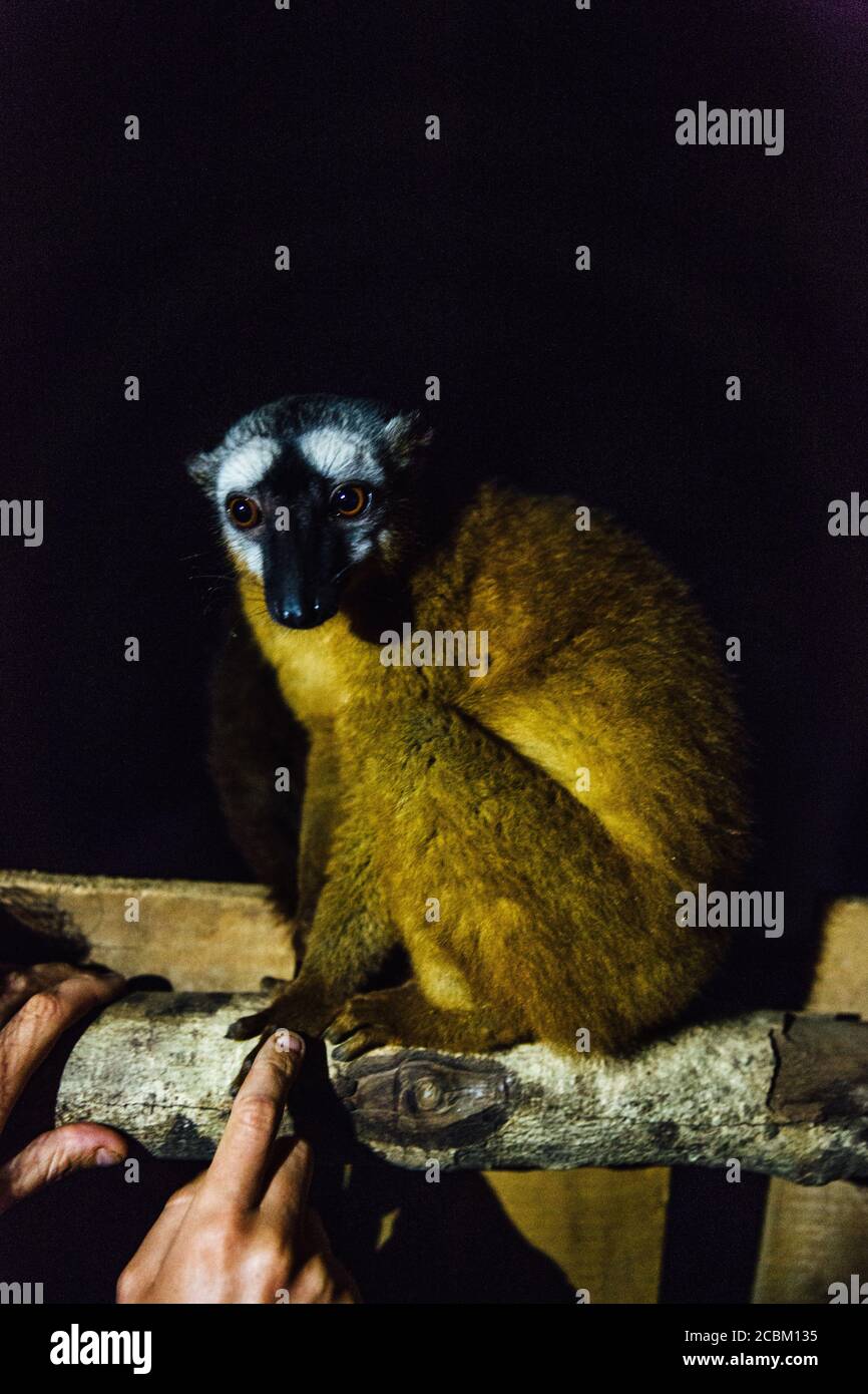 Portrait of a lemur at night, Tsingy de Bemaraha National Park ...
