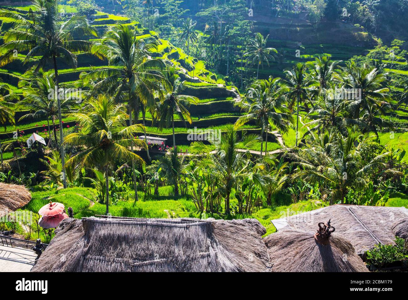 Making paddy field hi-res stock photography and images - Alamy